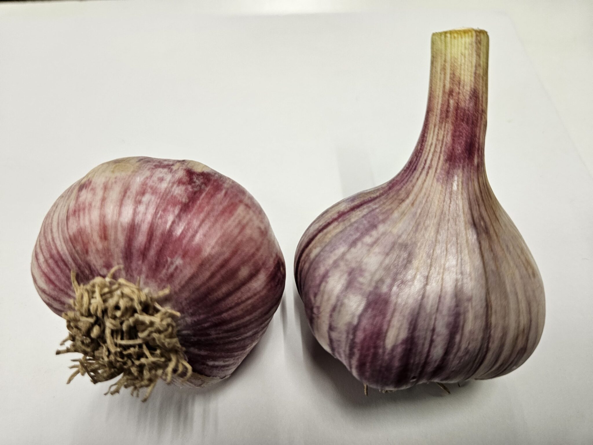 Buy Garlic - The Garlic Underground llc- Wisconsin Garlic Farm
