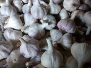 Buy Garlic - The Garlic Underground llc- Wisconsin Garlic Farm