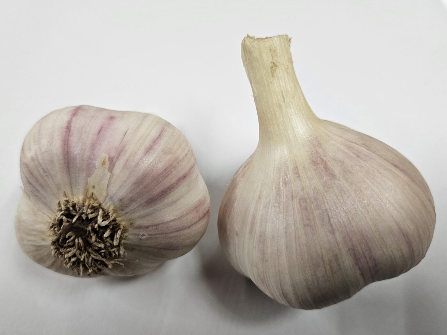 Buy Garlic - The Garlic Underground llc- Wisconsin Garlic Farm