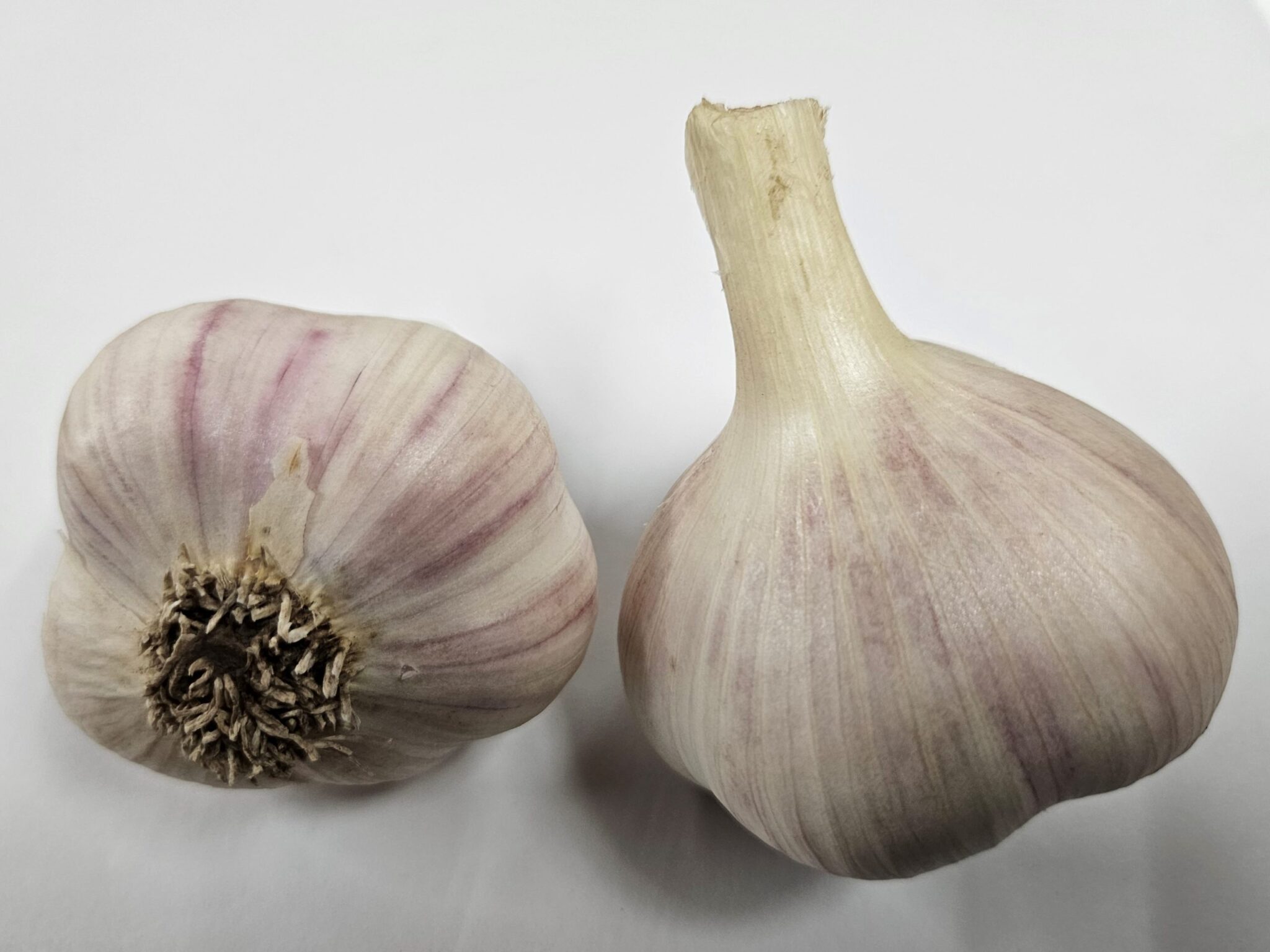 Buy Garlic - The Garlic Underground llc- Wisconsin Garlic Farm