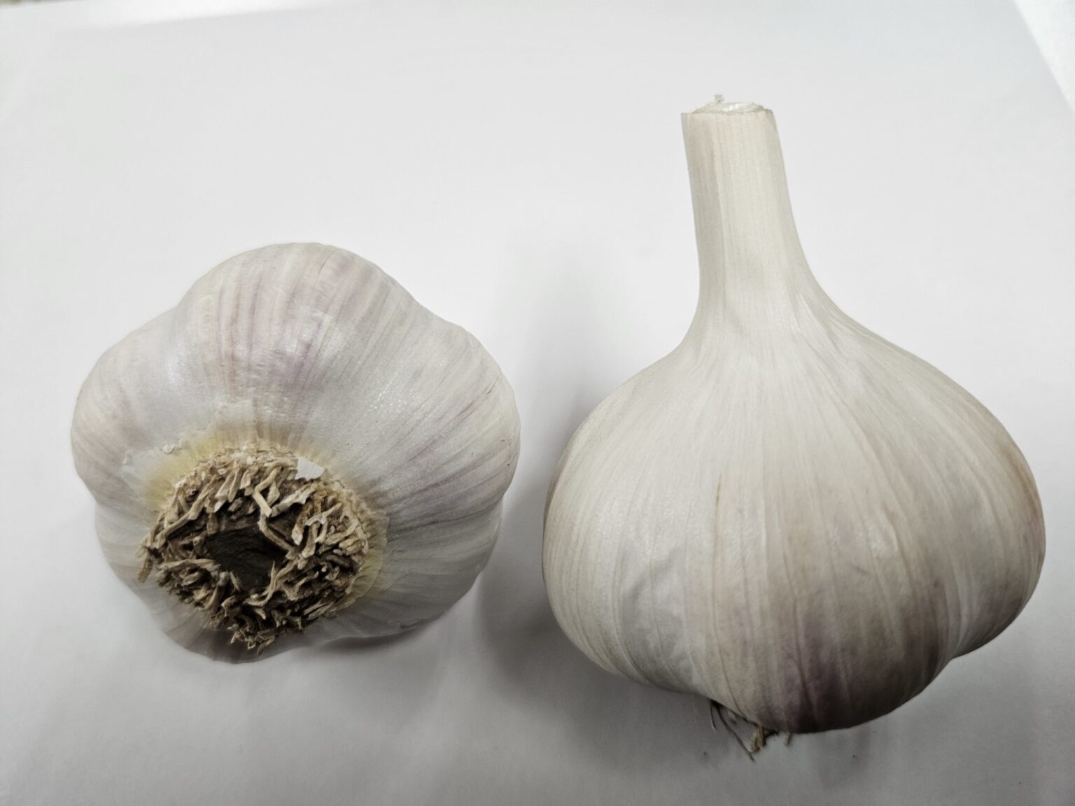 Buy Garlic - The Garlic Underground llc- Wisconsin Garlic Farm