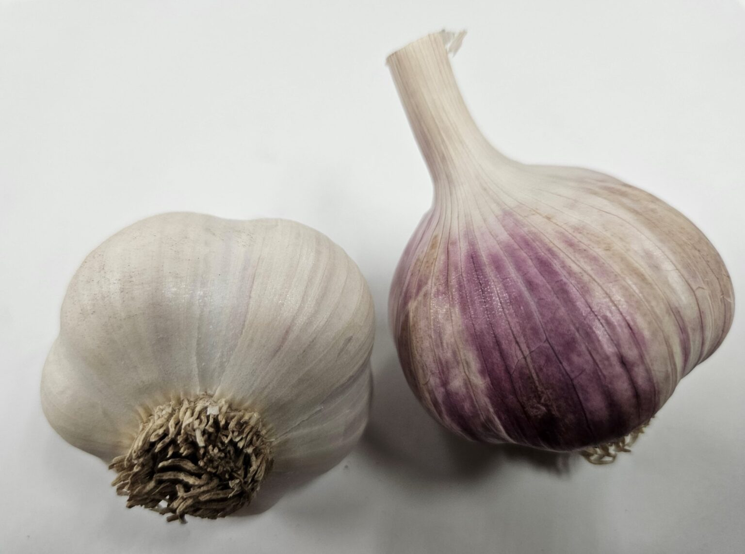 Buy Garlic - The Garlic Underground llc- Wisconsin Garlic Farm